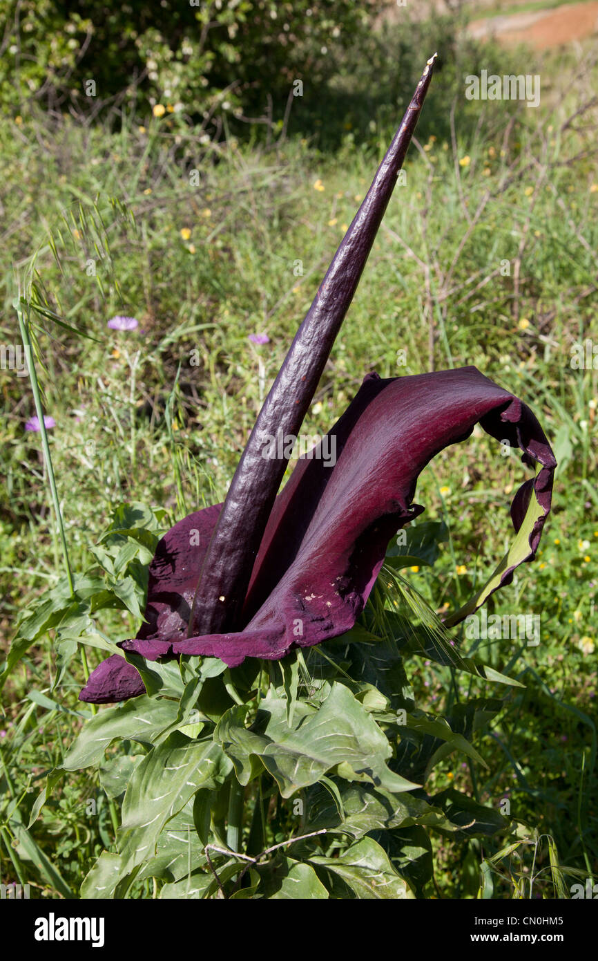Dragon Arum (Dracunculus vulgaris), Crete, Greece Stock Photo - Alamy