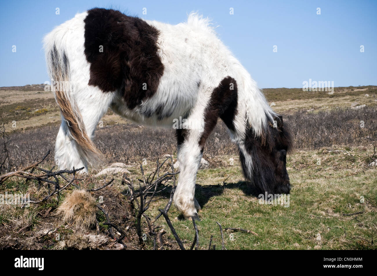 Dartmoor Pony feeding in swaled moorland,dartmoor, destination, devon ...