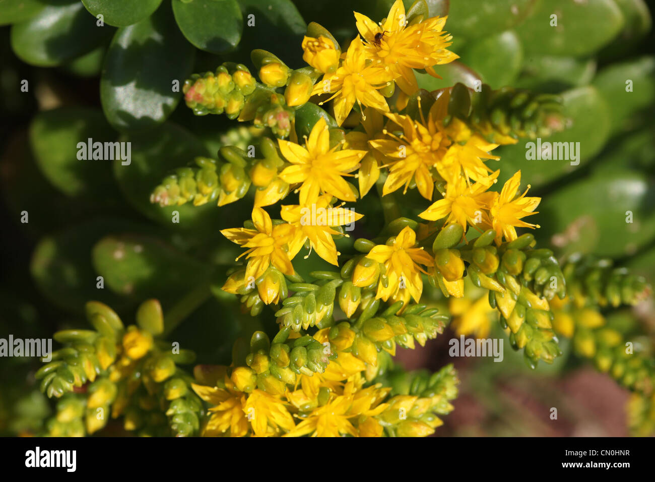 Sedum in flower Stock Photo - Alamy