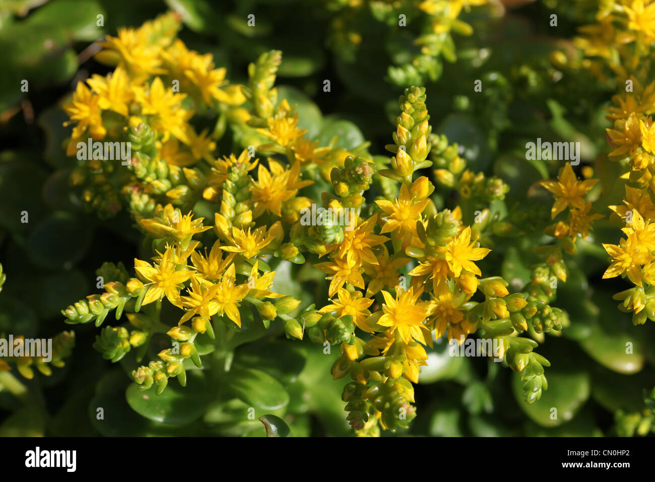 Sedum in flower Stock Photo - Alamy