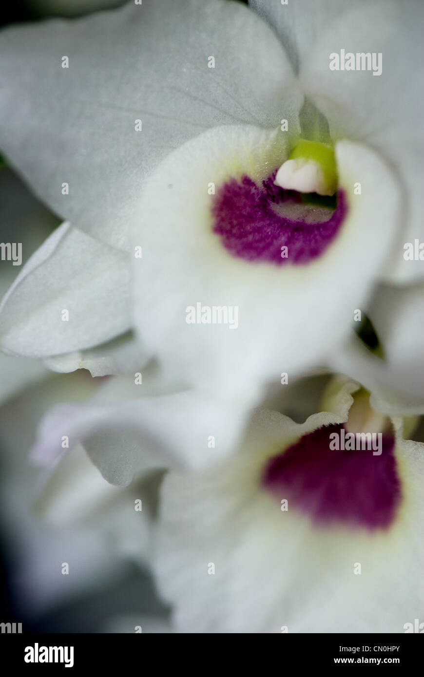 Vertical closeup of a white orchid Stock Photo - Alamy