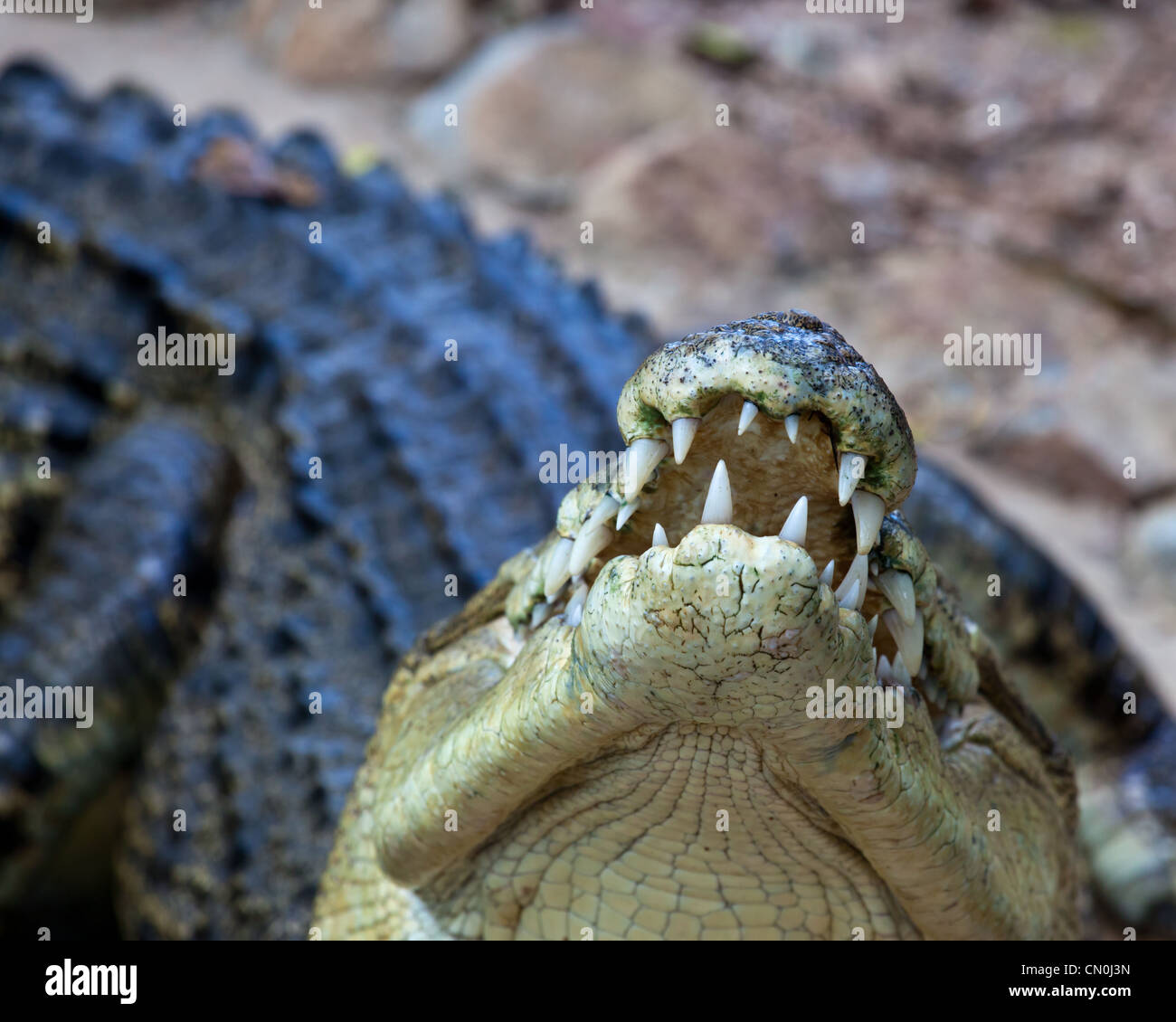 Captive Snapping Alligator Stock Photo - Alamy