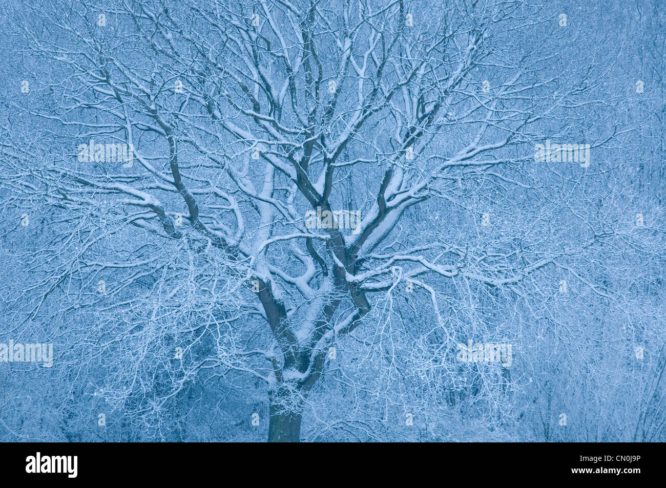 Snow covered tree. Asperen, The Netherlands Stock Photo - Alamy