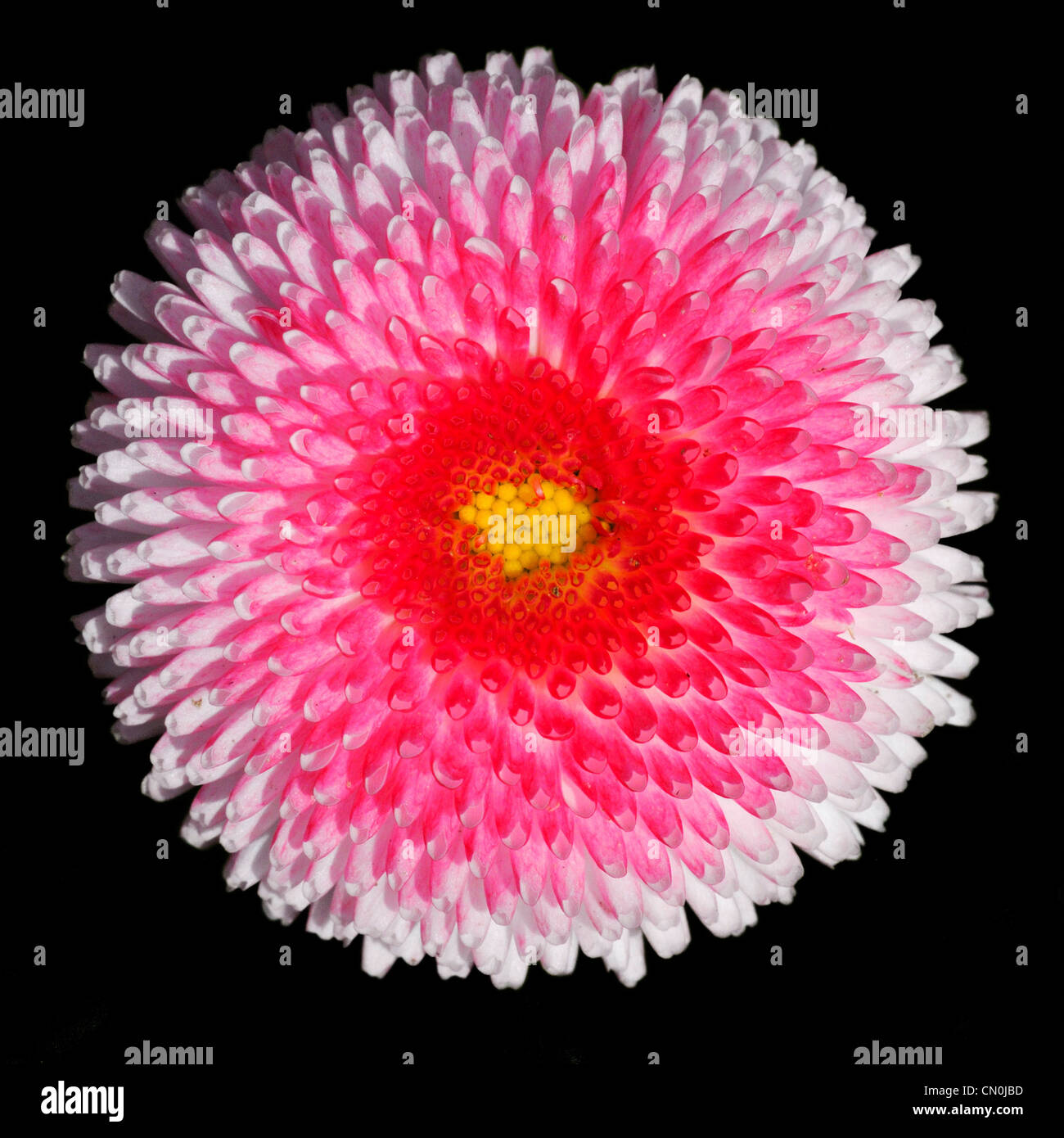 A Pink English Daisy Flower (Asteraceae, Bellis perennis) at the Rose ...