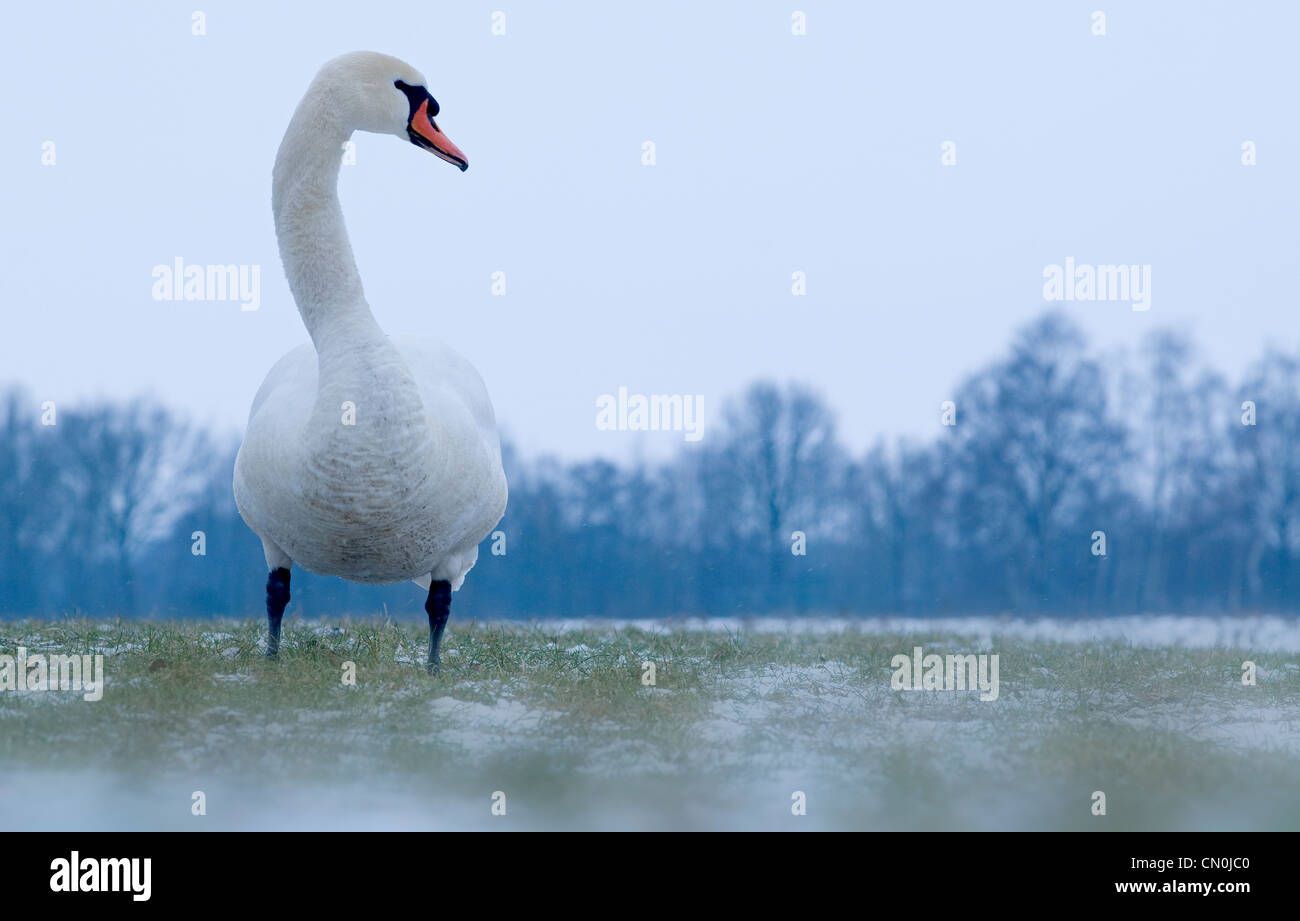 Swan winter snow hi-res stock photography and images - Alamy