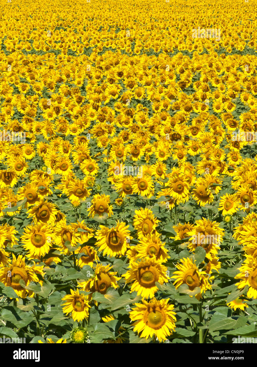 Sunflower field background Stock Photo - Alamy