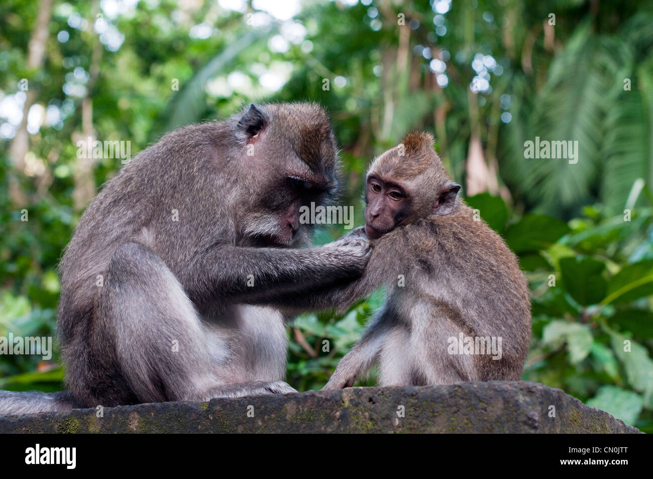 Monkey feed child hi-res stock photography and images - Alamy