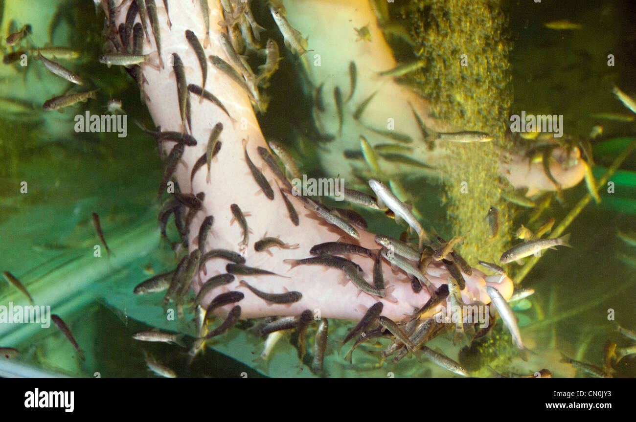 feet in water with fish for new type of massage Stock Photo - Alamy