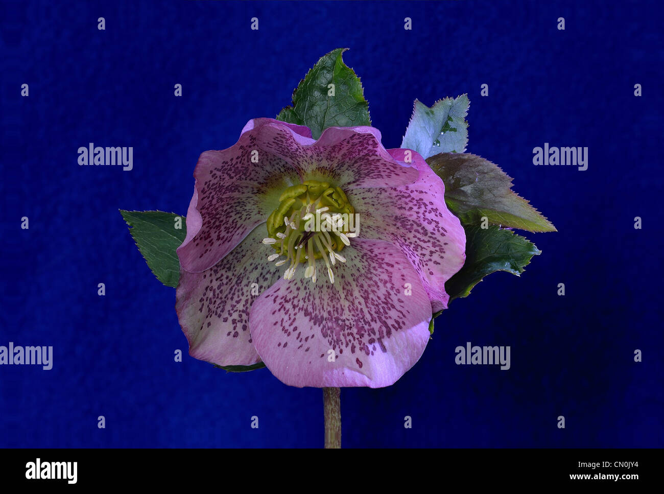 Hellebore Niger flower in close-up Stock Photo - Alamy