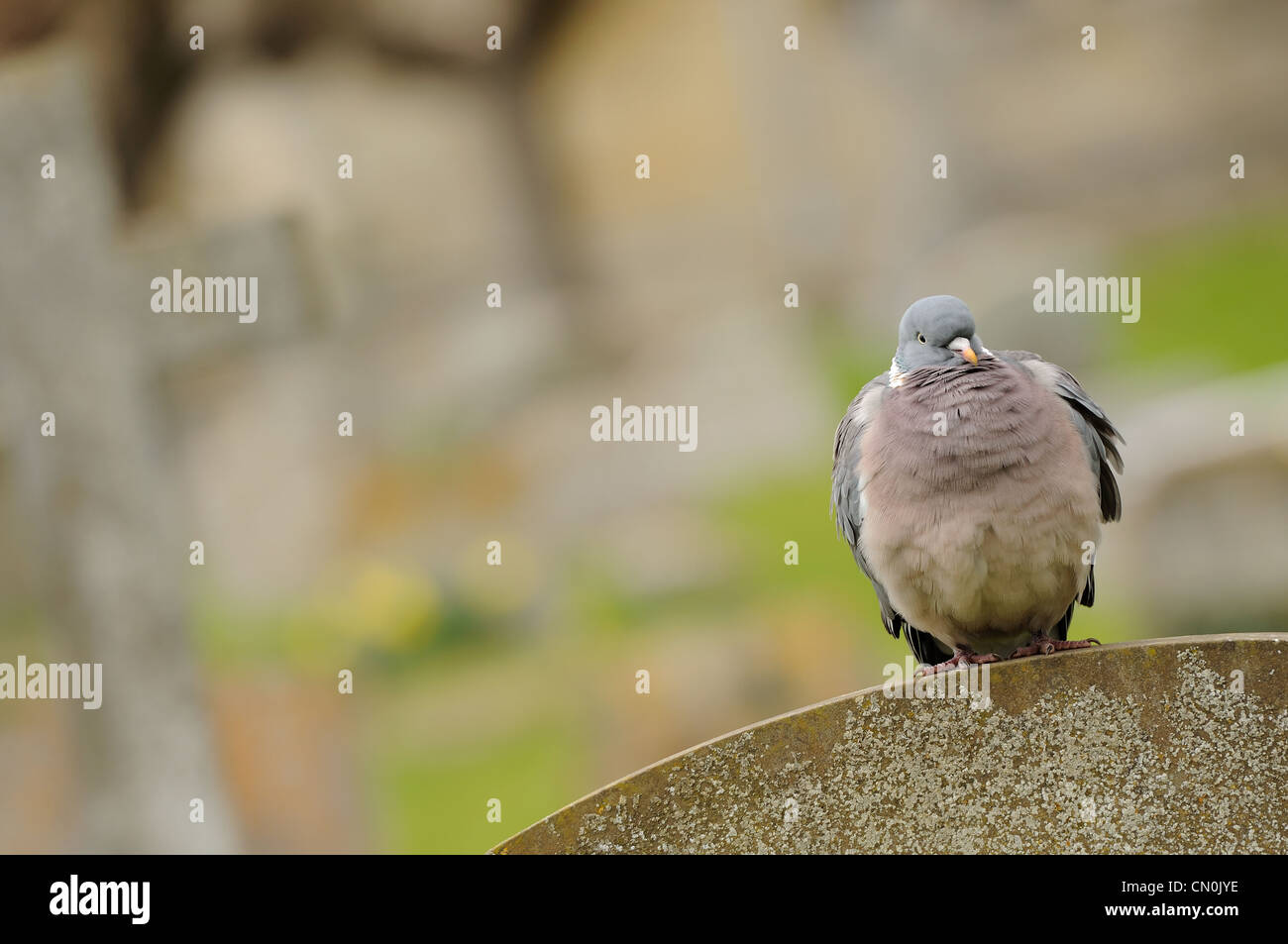 A cold Wood Pigeon, perched on a gravestone, puffs up its feathers to ...