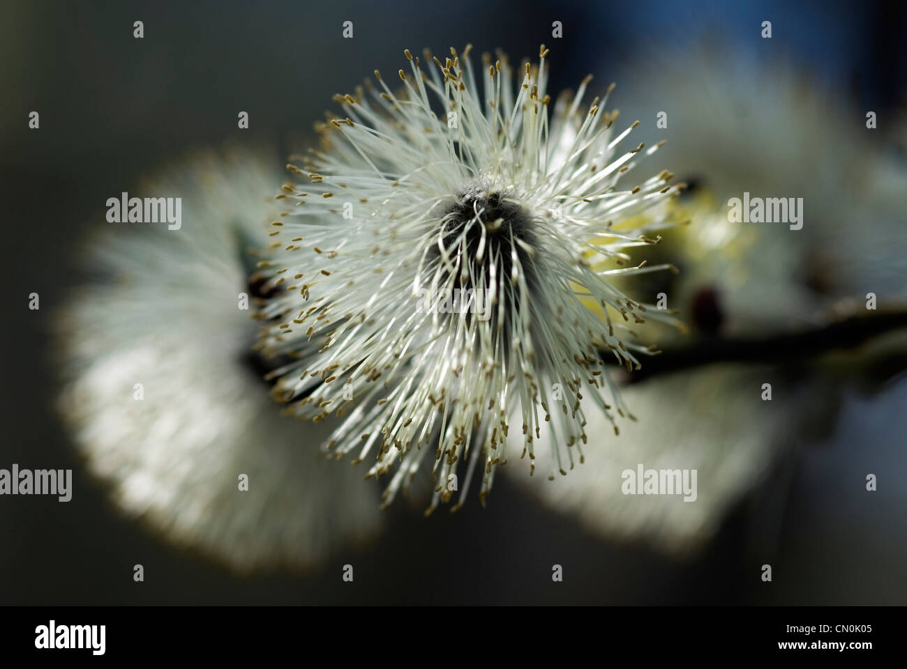 Spring is here Stock Photo - Alamy