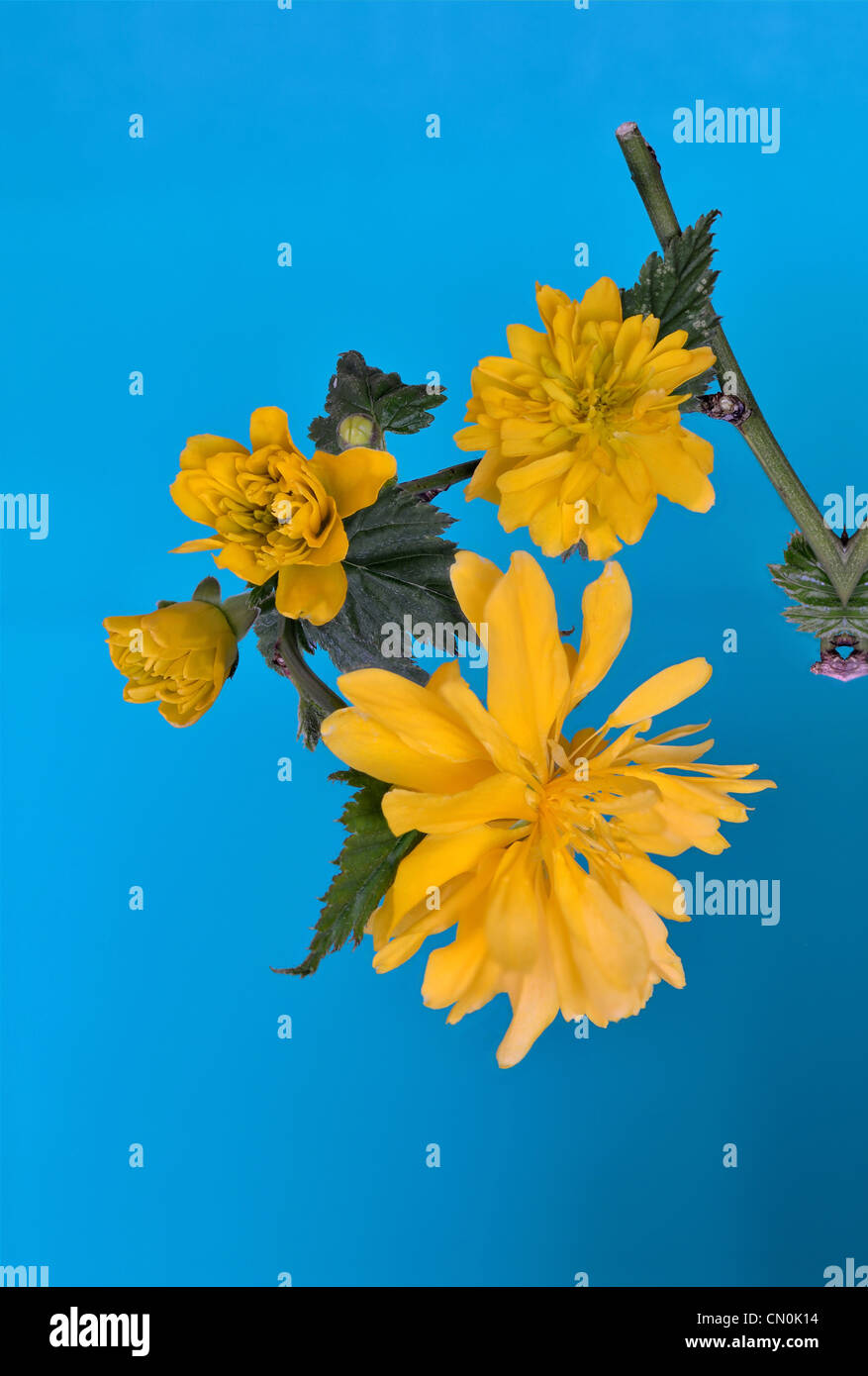 Yellow spring flower five petals hi-res stock photography and images ...