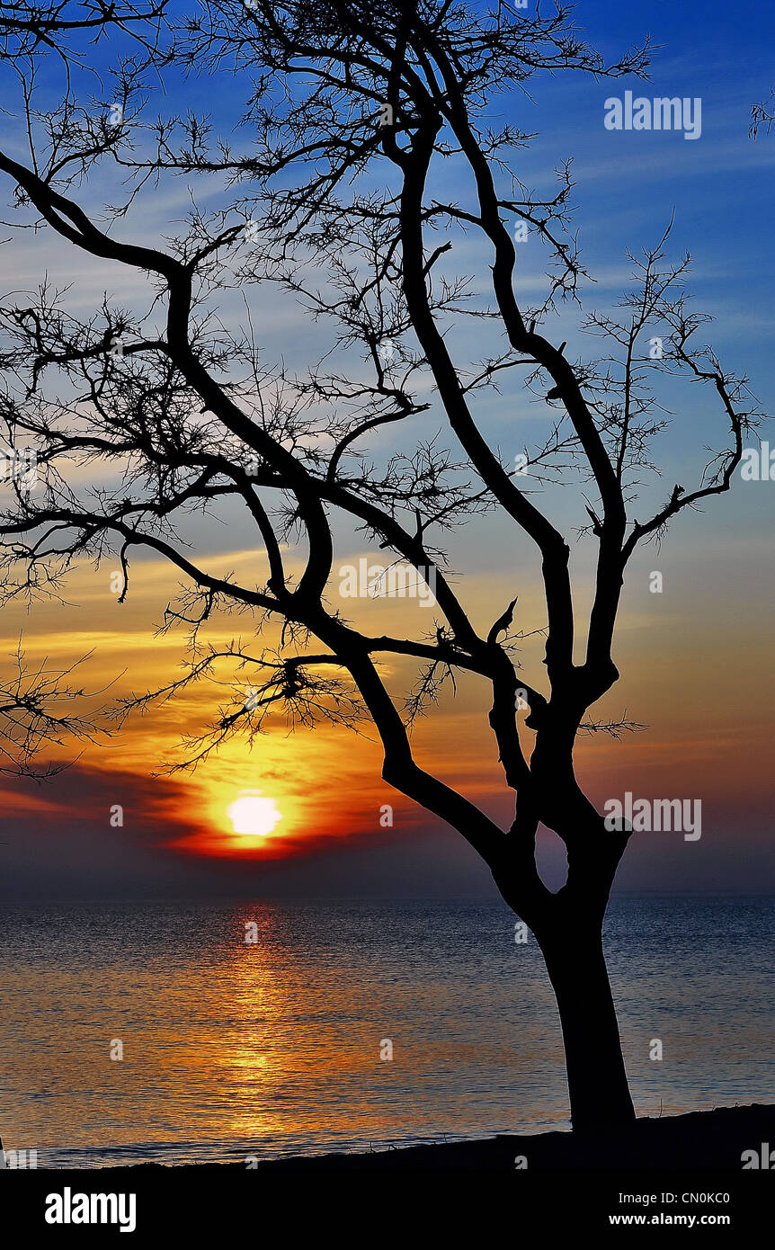 Old tree beach old tree beach sunset hi-res stock photography and ...