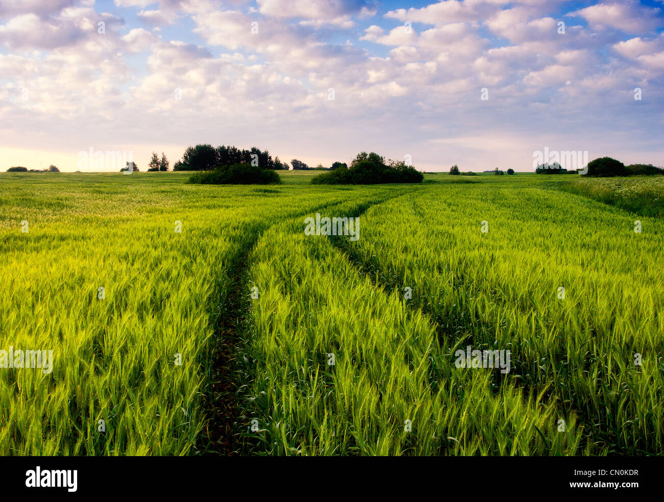 Early morning field at sunset Stock Photo - Alamy