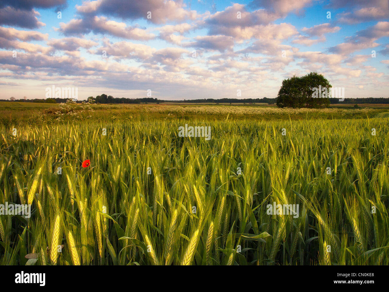 Early morning field at sunset Stock Photo - Alamy