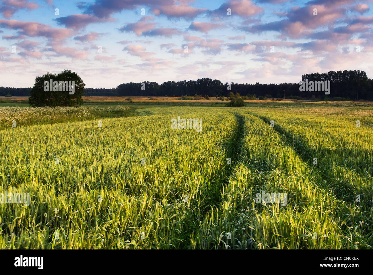 Early morning field at sunset Stock Photo - Alamy