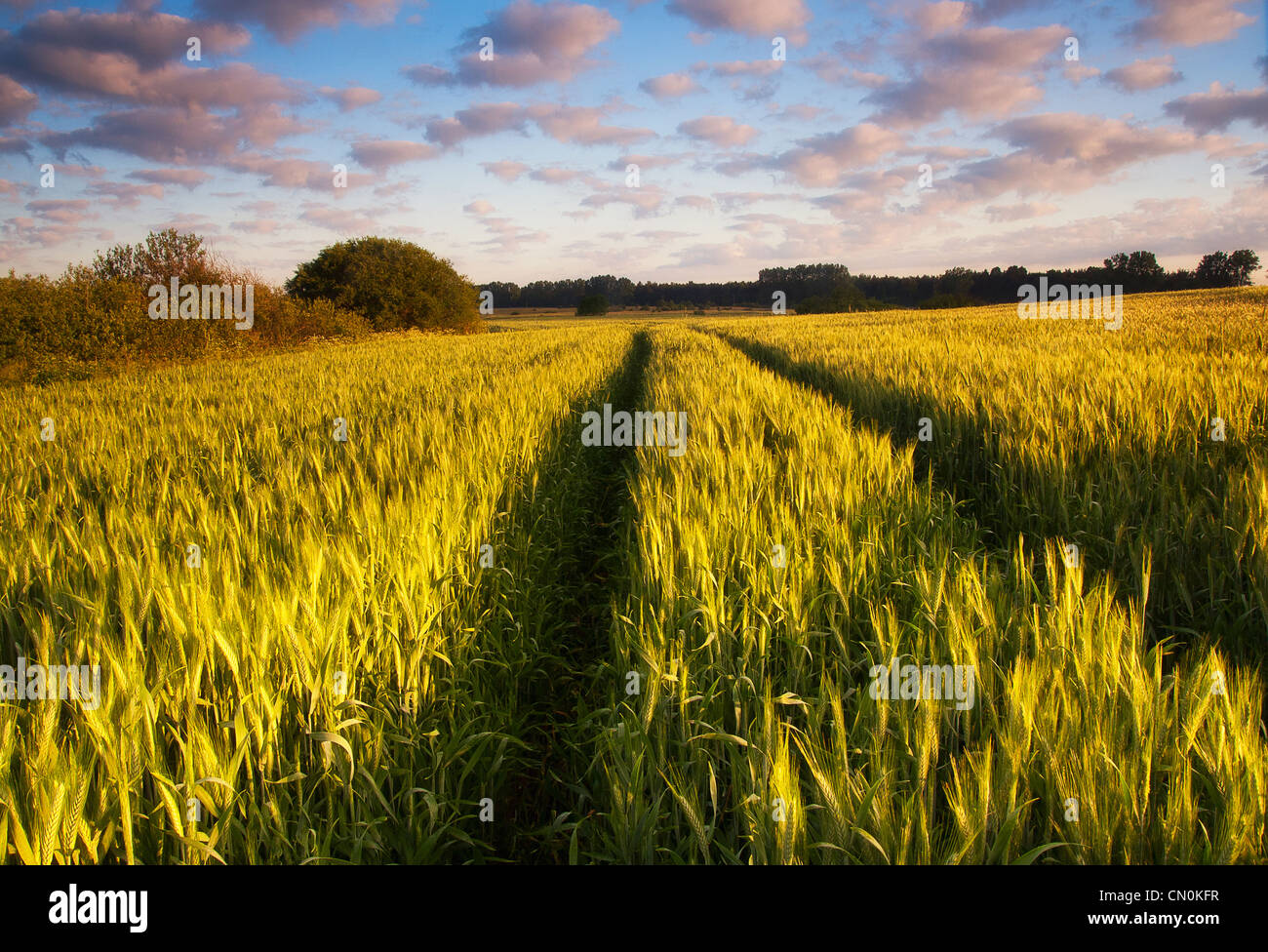 Early morning field at sunset Stock Photo - Alamy