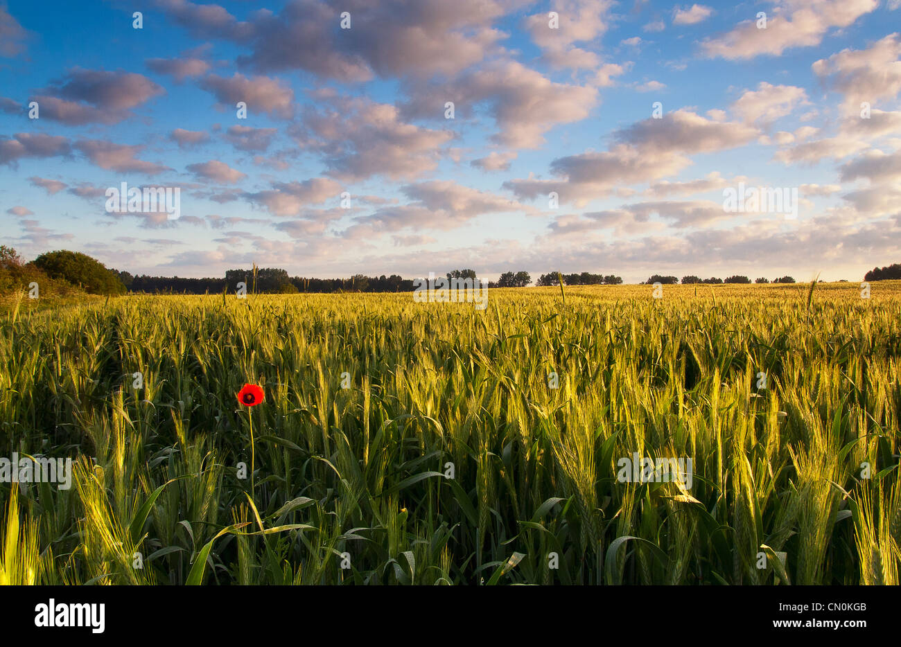 Early morning field at sunset Stock Photo - Alamy
