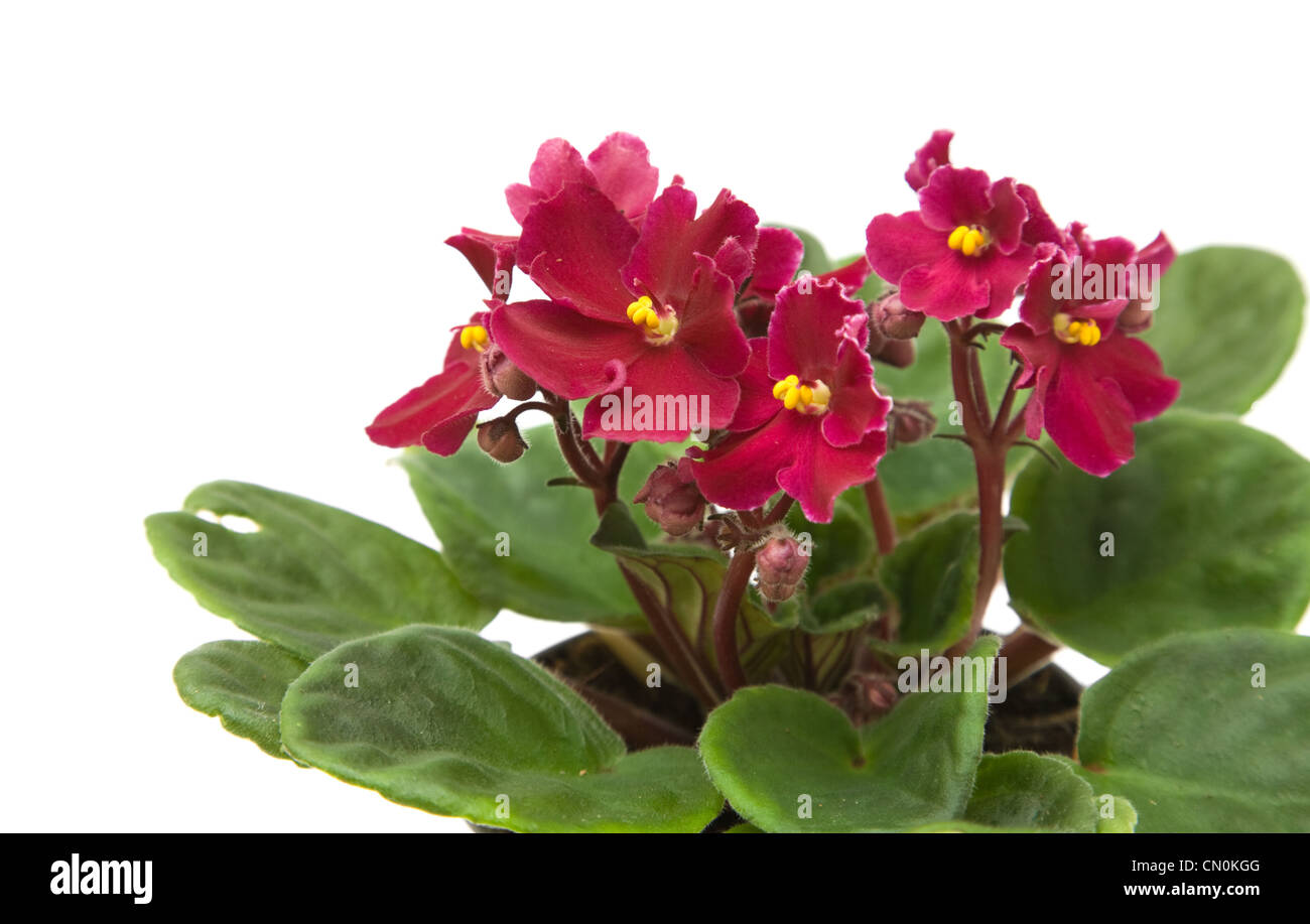 dark red african violet isolated on white Stock Photo - Alamy
