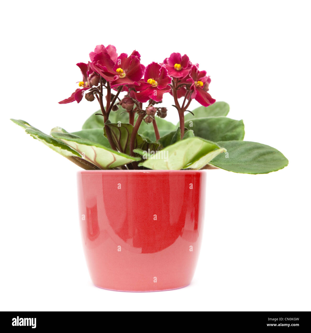 dark red african violet in color-coordinated pot; isolated on white ...