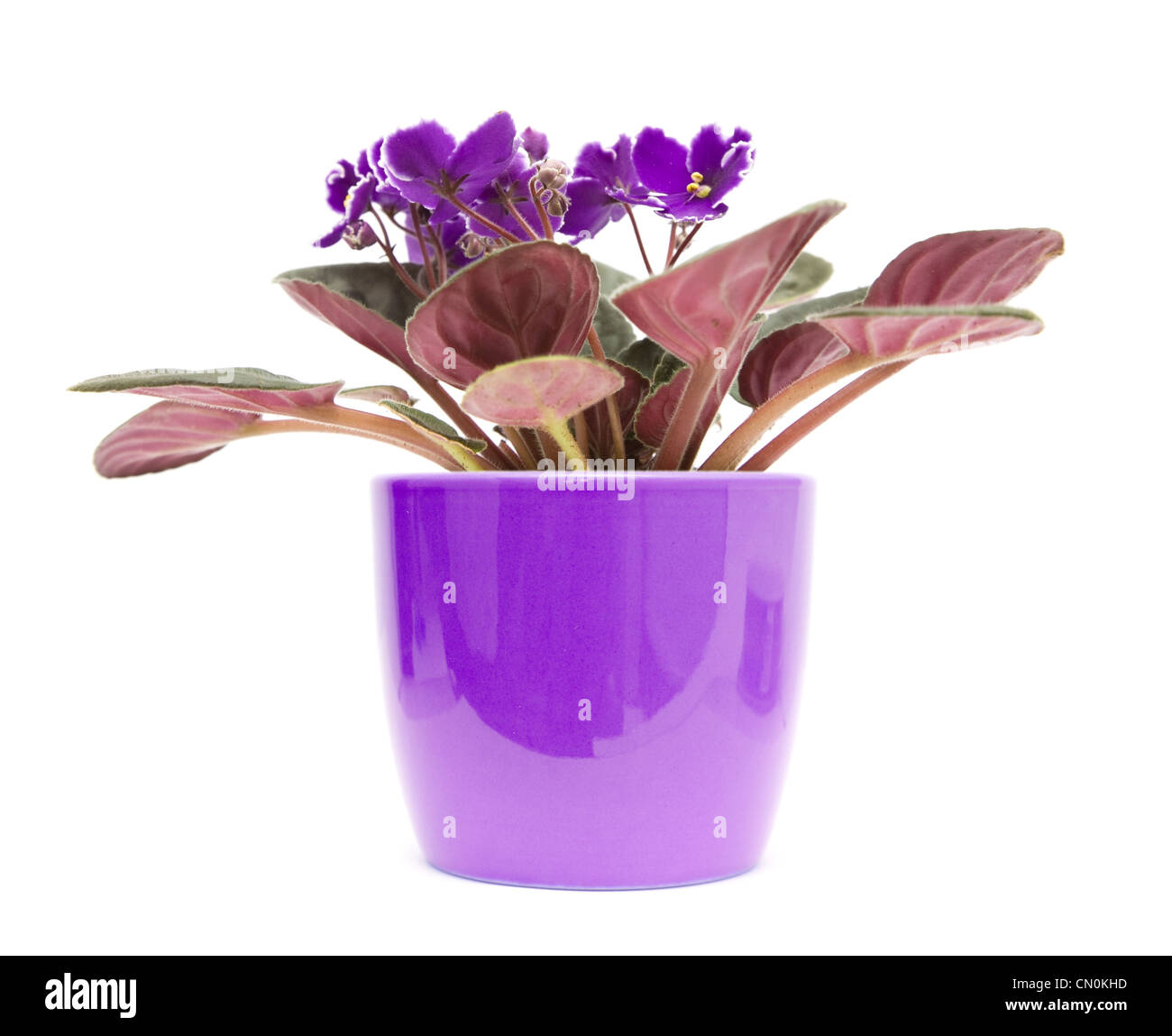 dark purple african violet with white petal edges in purple pot ...
