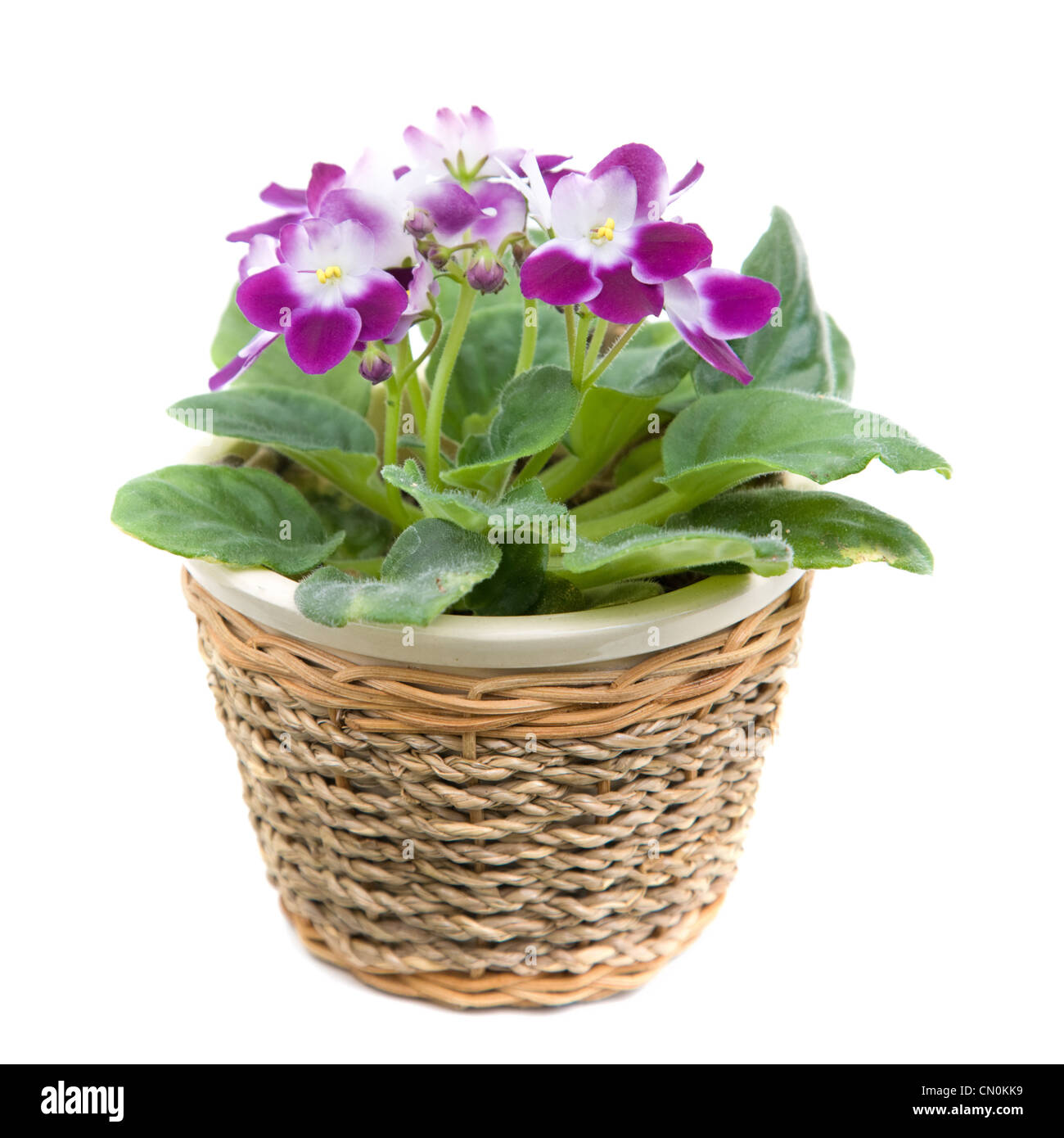 African violet Cut Out Stock Images & Pictures - Alamy