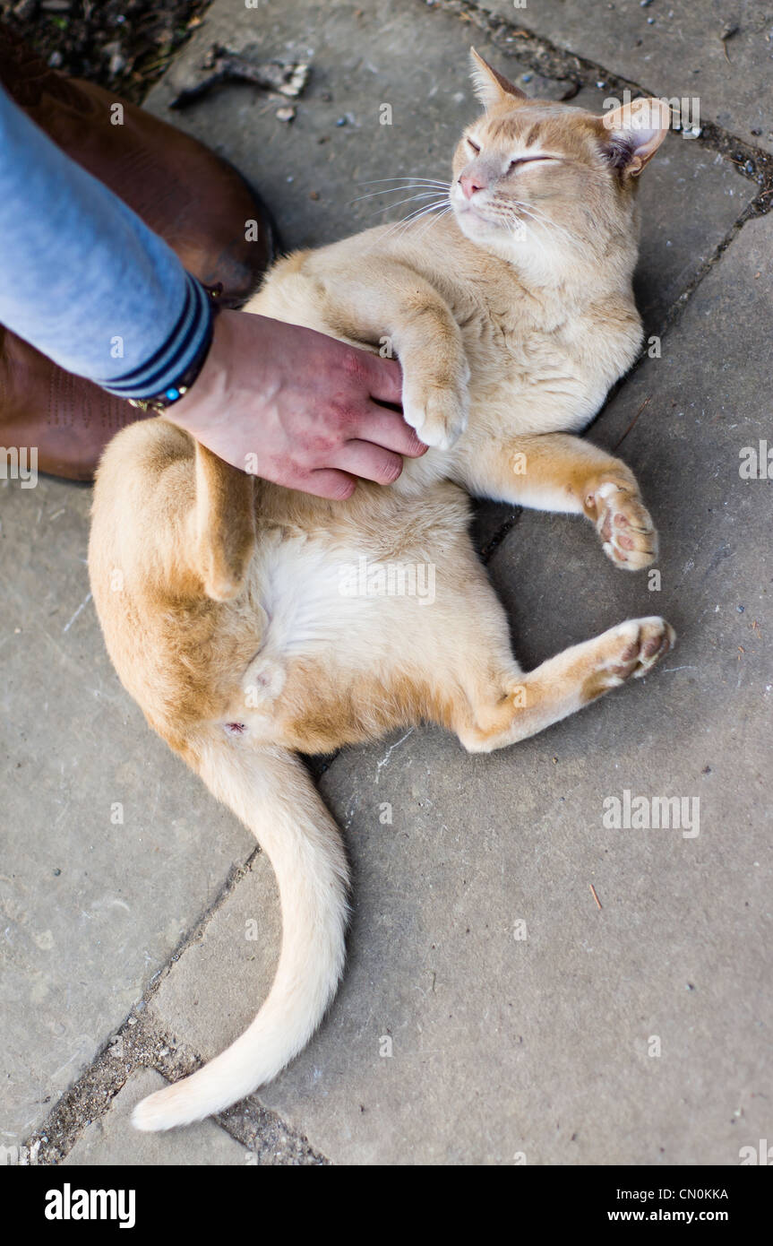 Belly tickled hi-res stock photography and images - Alamy