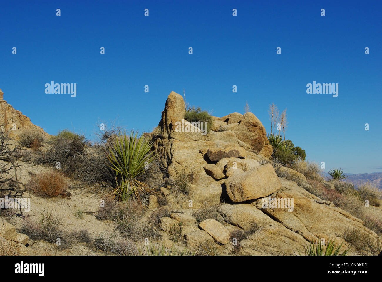 Yucca plant nevada hi-res stock photography and images - Alamy