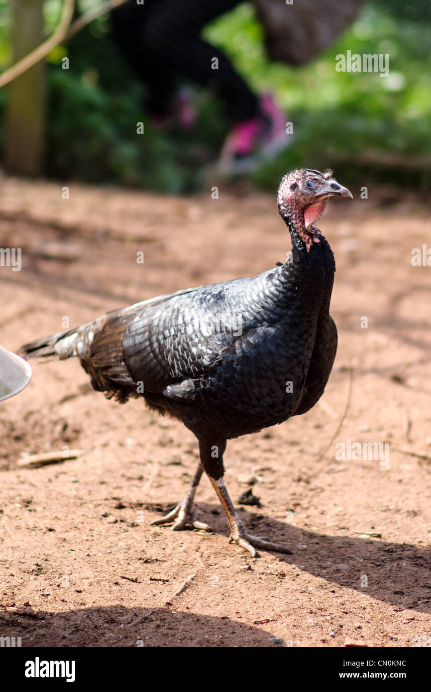 Walking turkey hi-res stock photography and images - Alamy