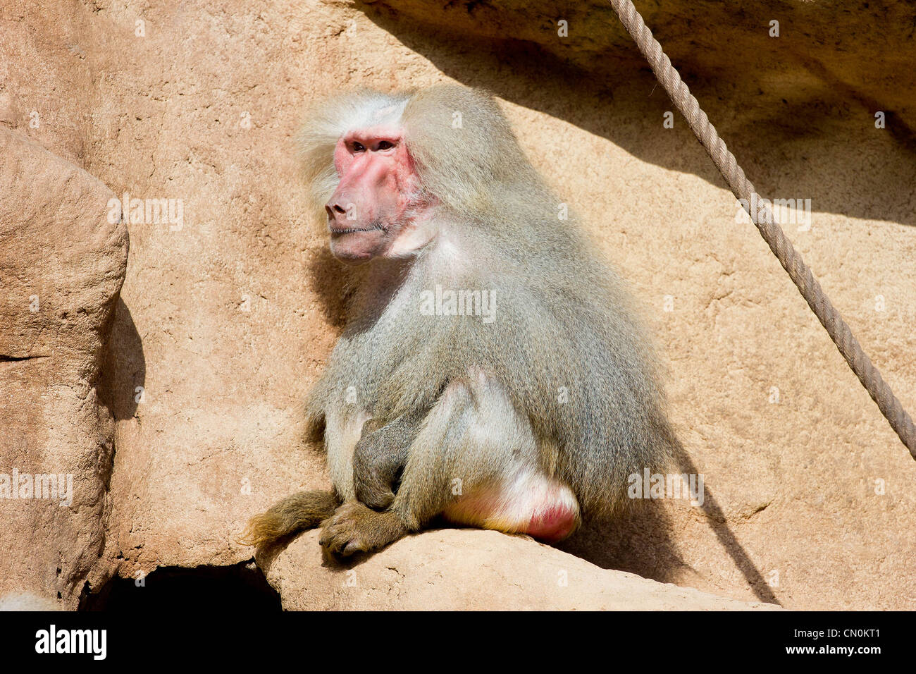 A baboon sitting on a rock in the sun Stock Photo - Alamy