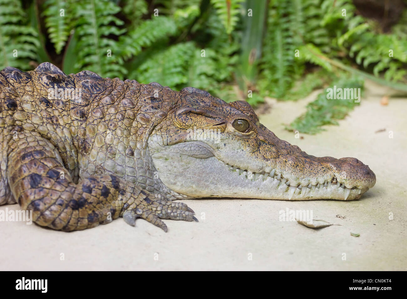 A crocodile resting Stock Photo - Alamy