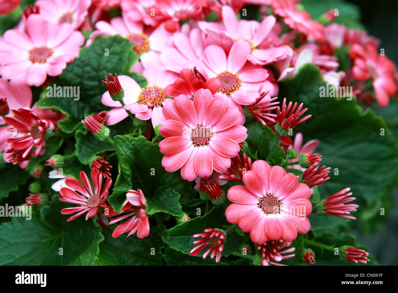 Pink cineraria hi-res stock photography and images - Alamy