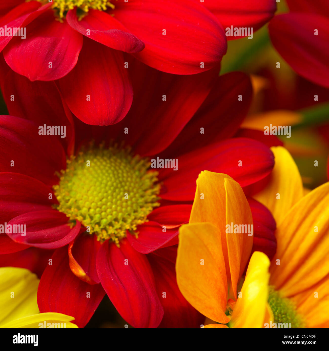 Beautiful flowers background, very shallow depth of field Stock Photo ...