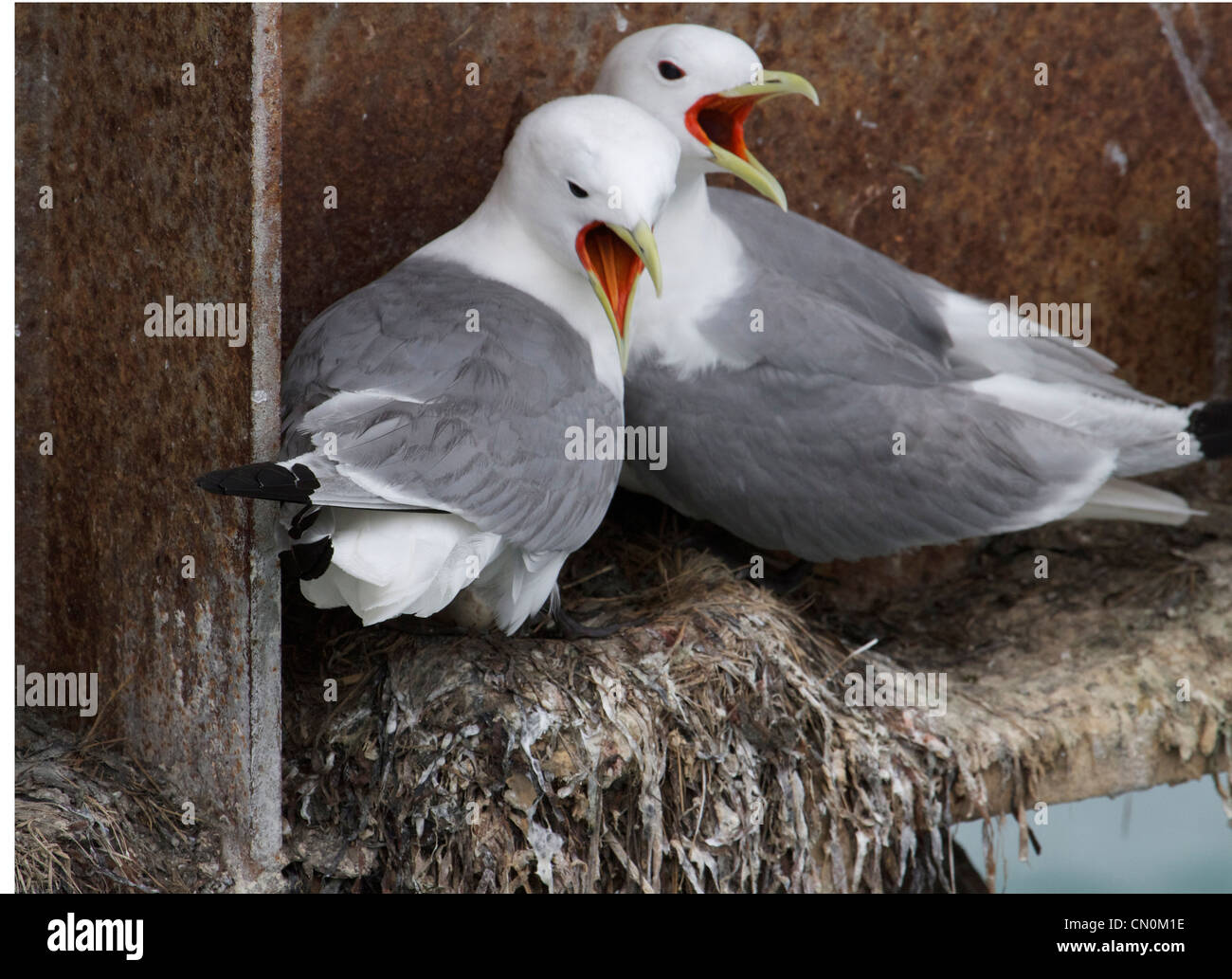Mew gull lays eggs in grass nest built on beach hi-res stock ...