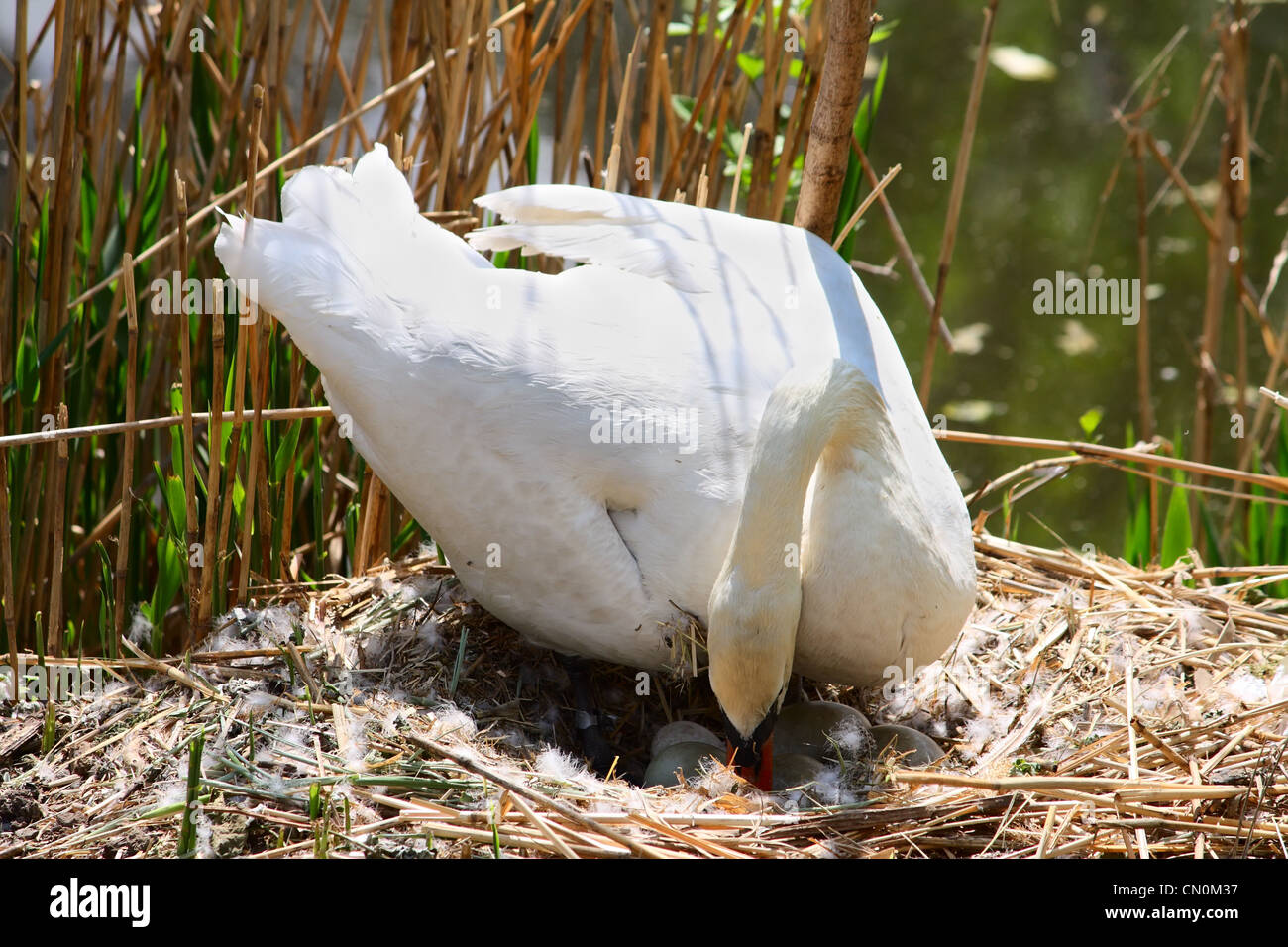 One swan sitting at a nest with some eggs Stock Photo - Alamy