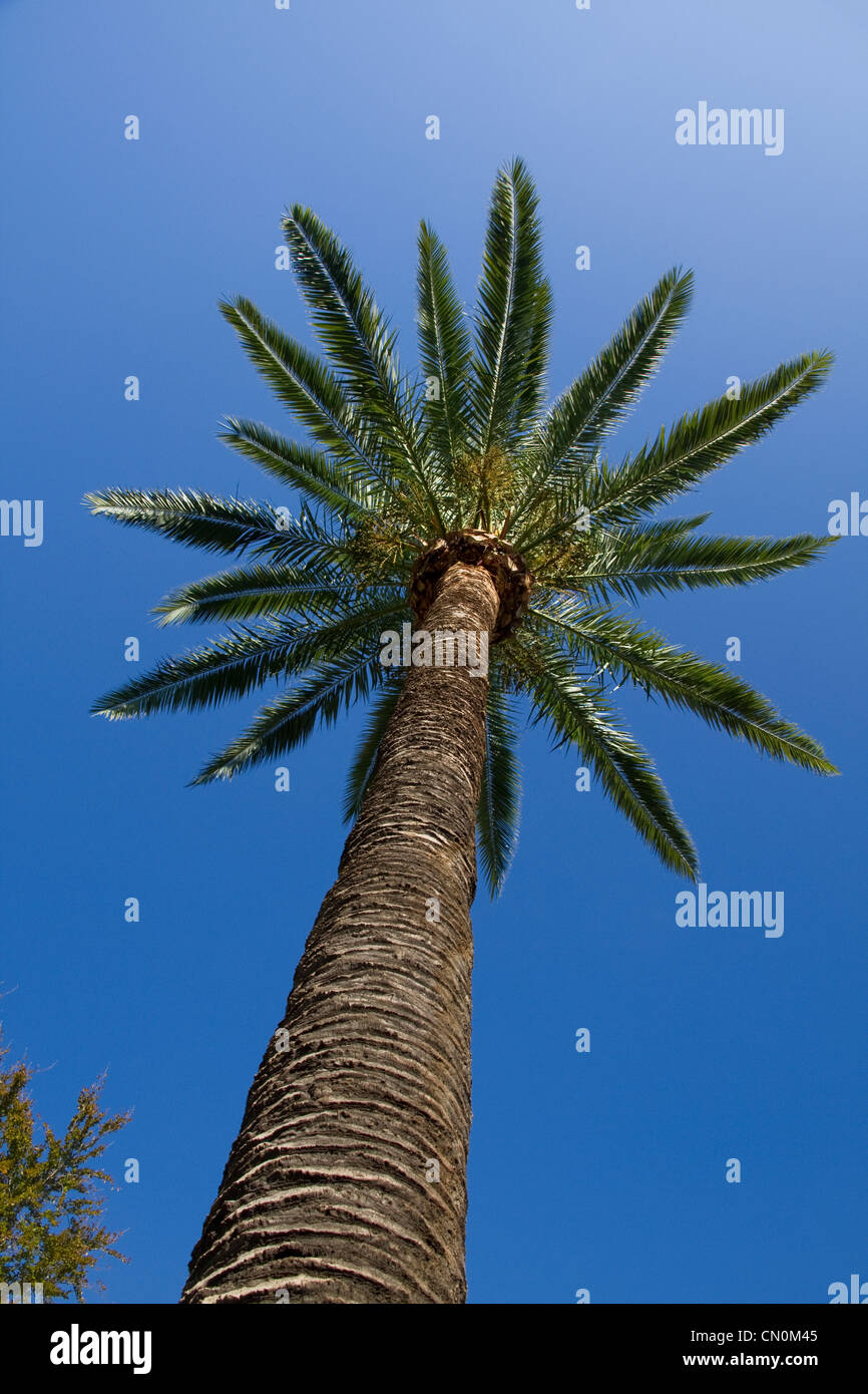 Spain Bilbao palm tree in a city park Stock Photo - Alamy
