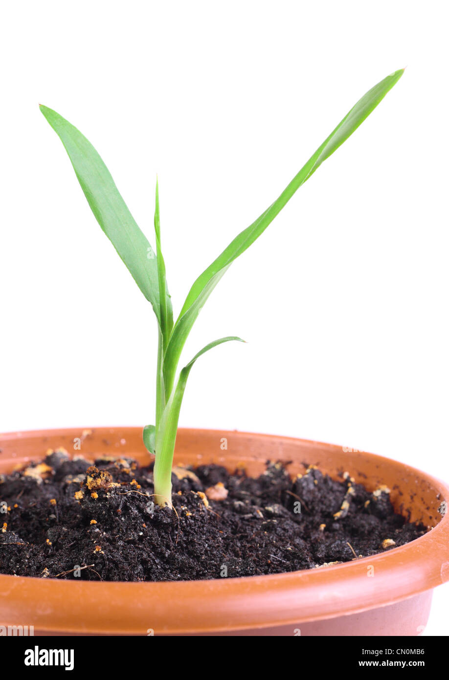 Little green sprout in a flowerpot isolated on the white Stock Photo ...