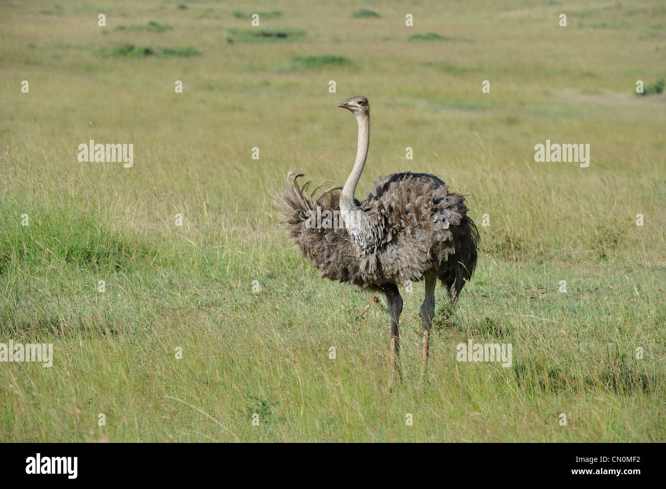 Common ostrich - Masai ostrich (Struthio camelus massaicus) female ...