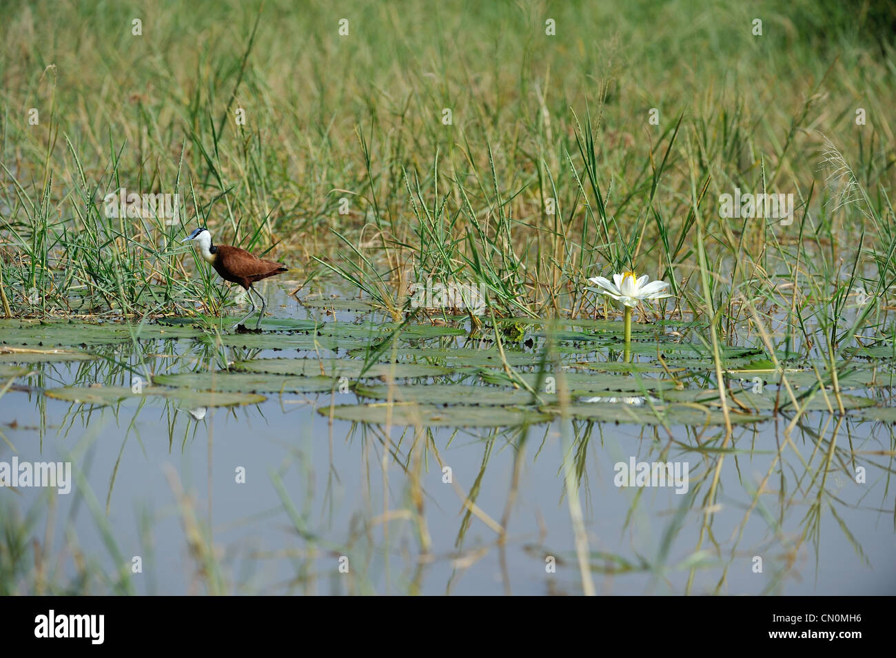 Lily trotter hi-res stock photography and images - Alamy