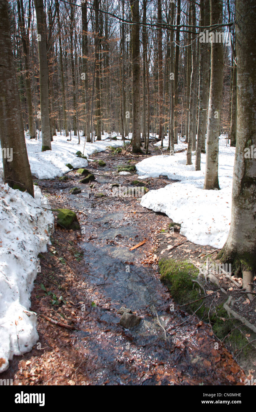 Stream in forest Stock Photo - Alamy