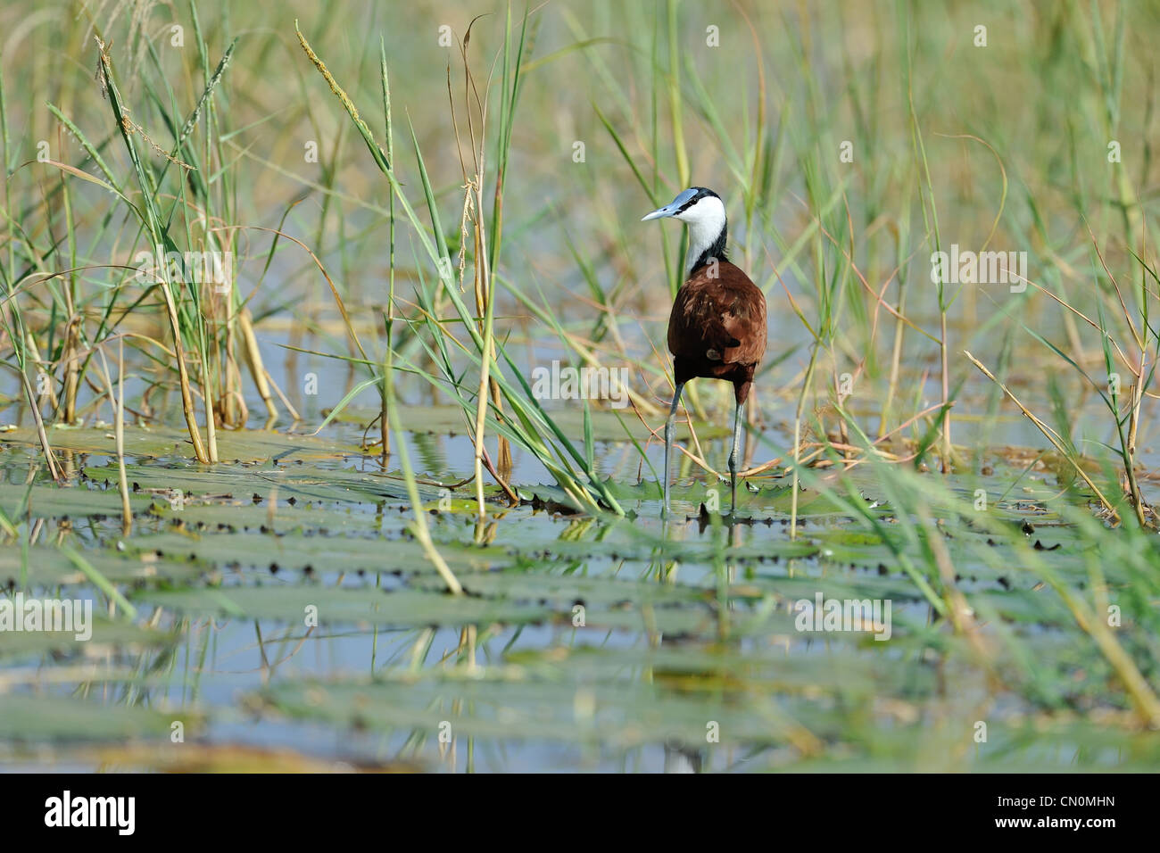 Lily trotter hi-res stock photography and images - Alamy