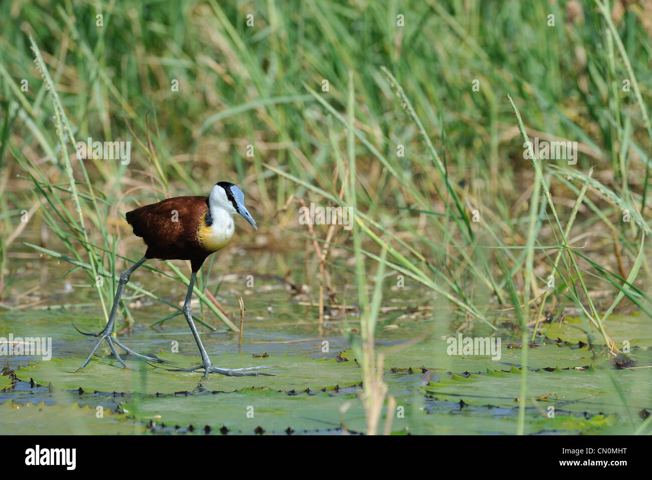African Jacana - African Lily-trotter (Actophilornis africanus) walking ...