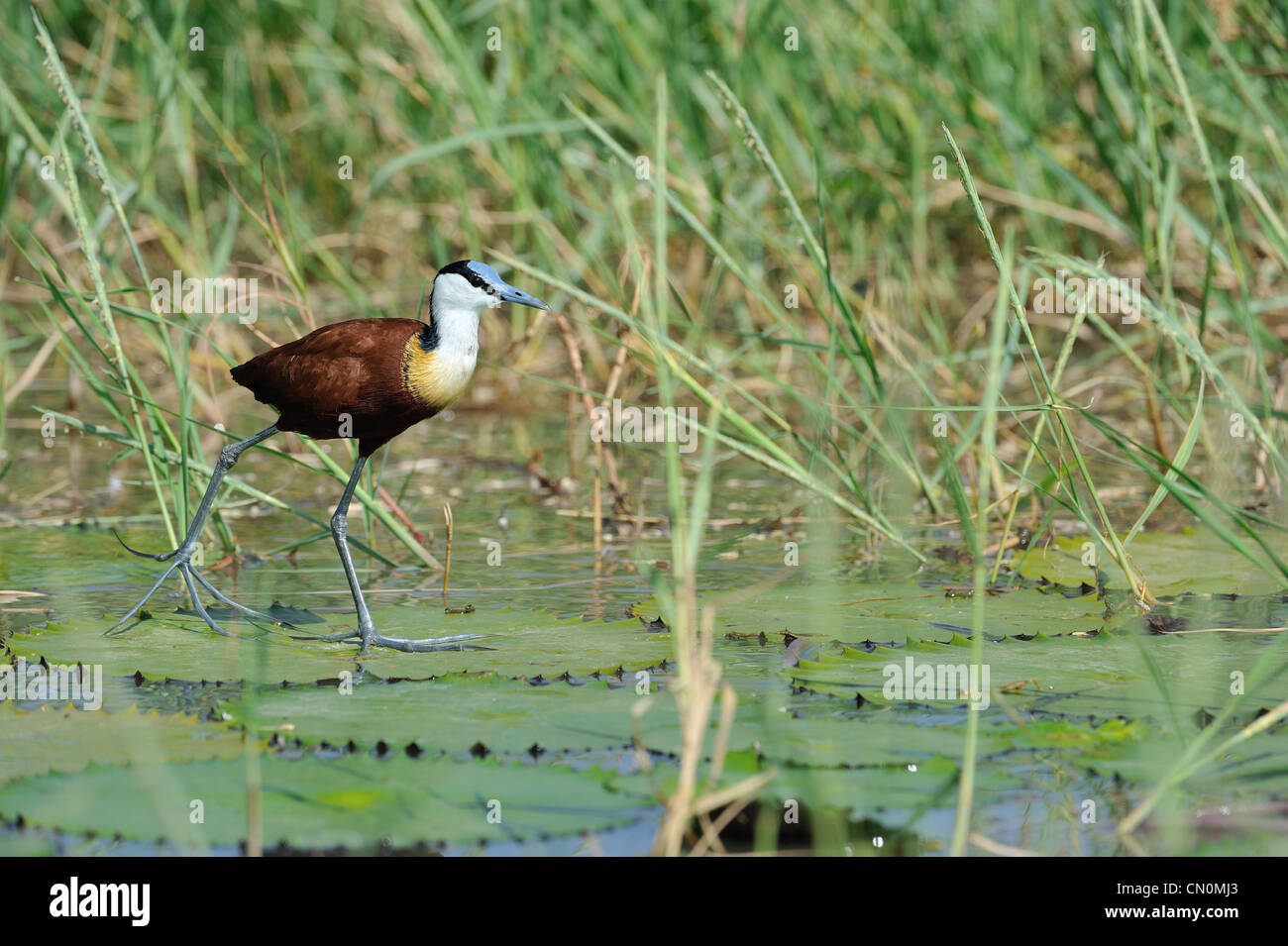 Lily trotter hi-res stock photography and images - Alamy