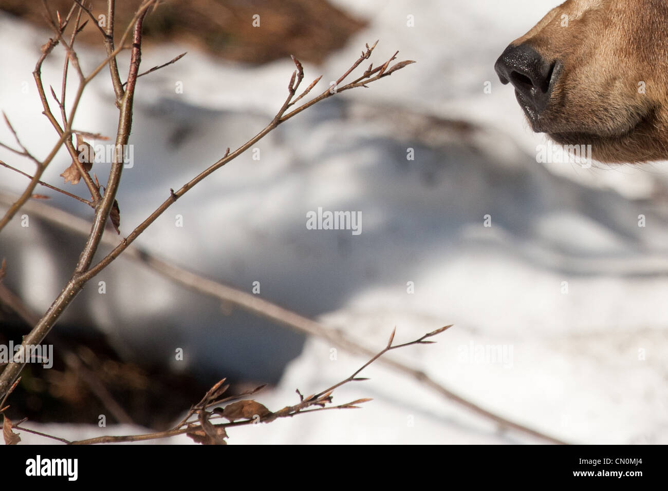 European Brown Bear Sniff Stock Photo - Alamy