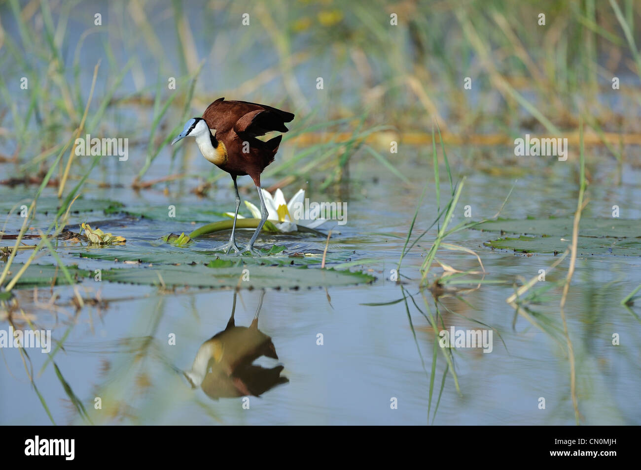 Lily trotter hi-res stock photography and images - Alamy