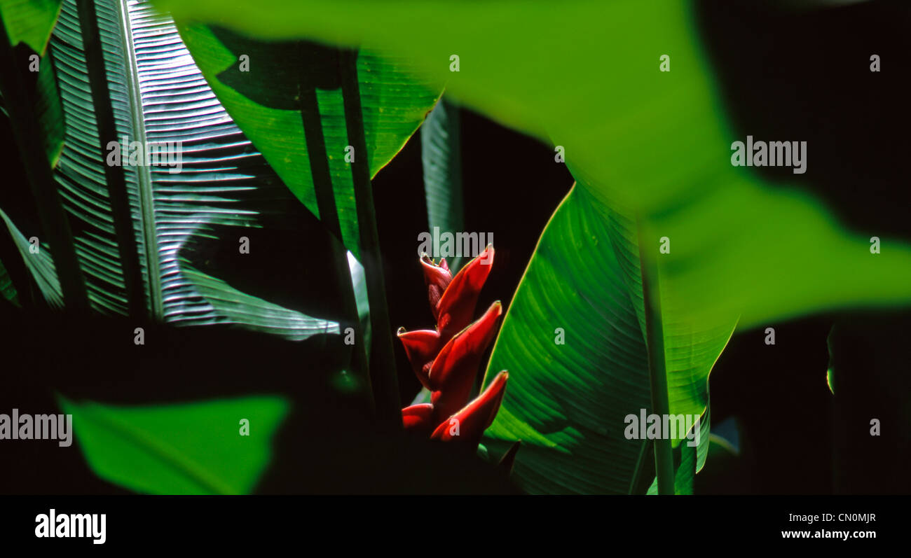 Red Firebird Heliconia tropical plant in jungle setting Hawaii Stock ...