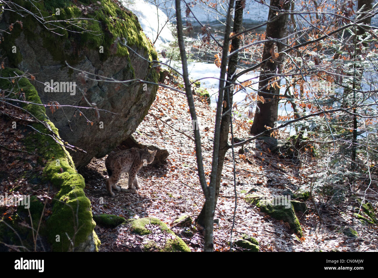 Lynx in habitat Stock Photo - Alamy