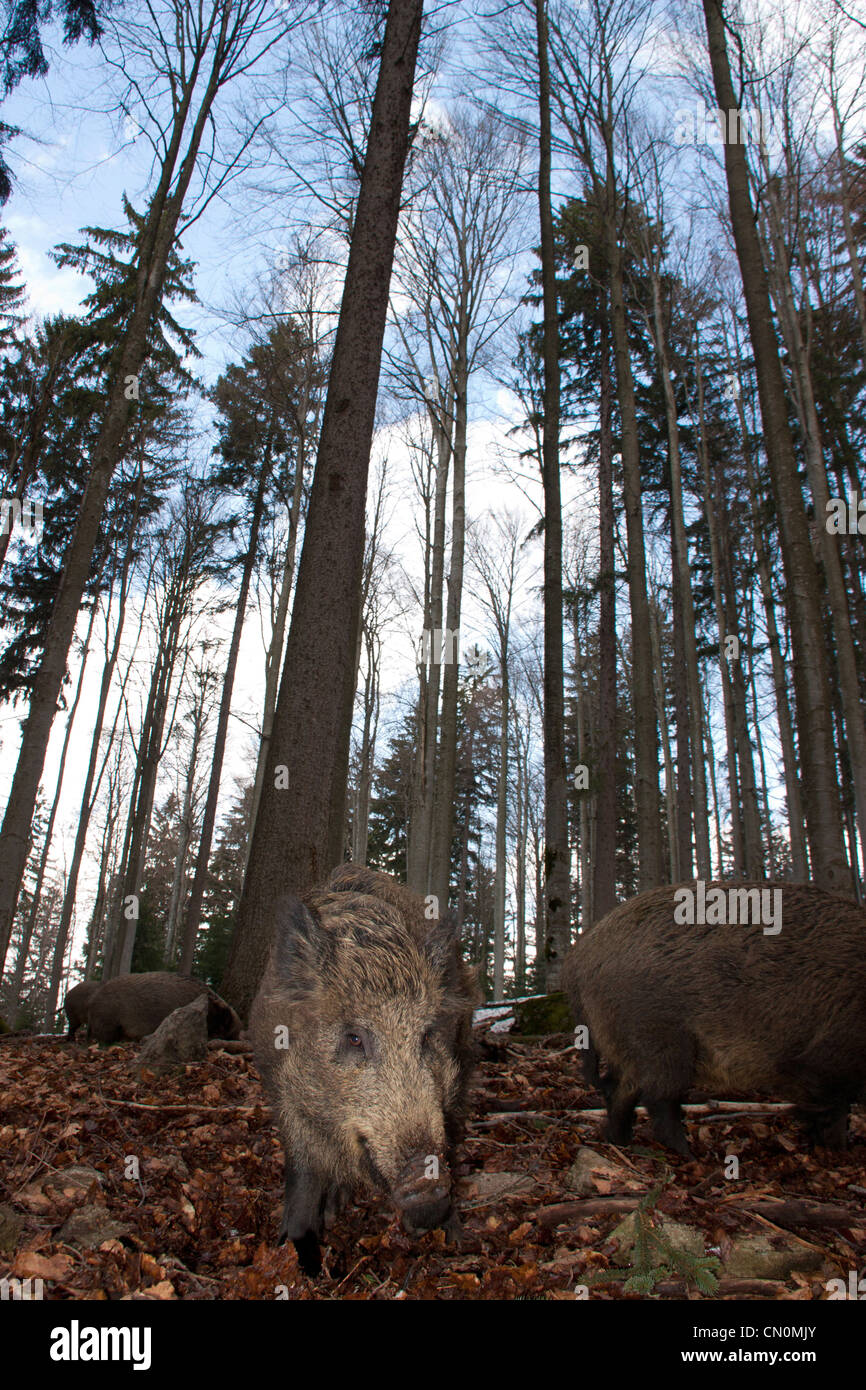 Wild boar in habitat Stock Photo - Alamy