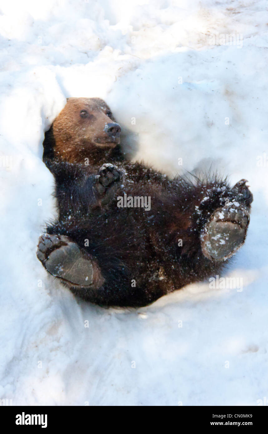 Bear falling into a hole Stock Photo - Alamy