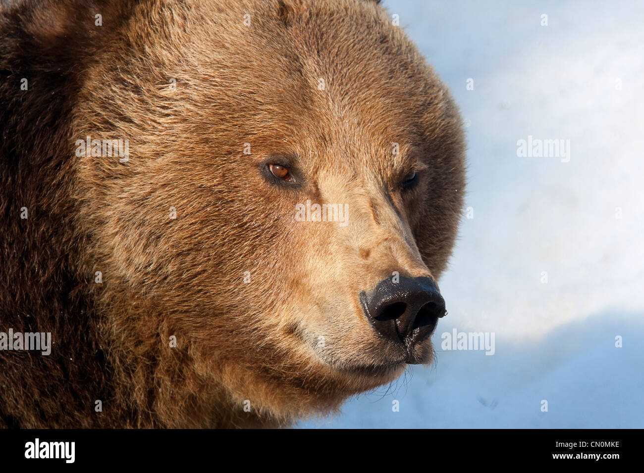Bear Portrait High Resolution Stock Photography and Images - Alamy